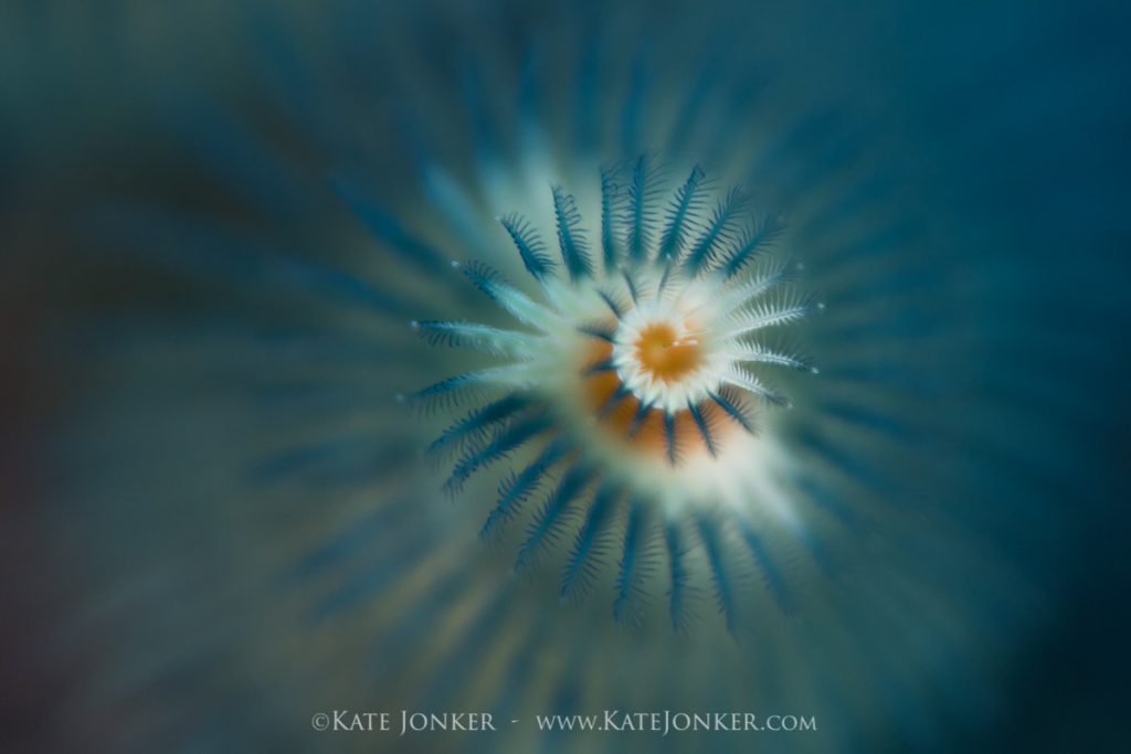 Everything you Need to know about Underwater Macro Photography – Kate ...