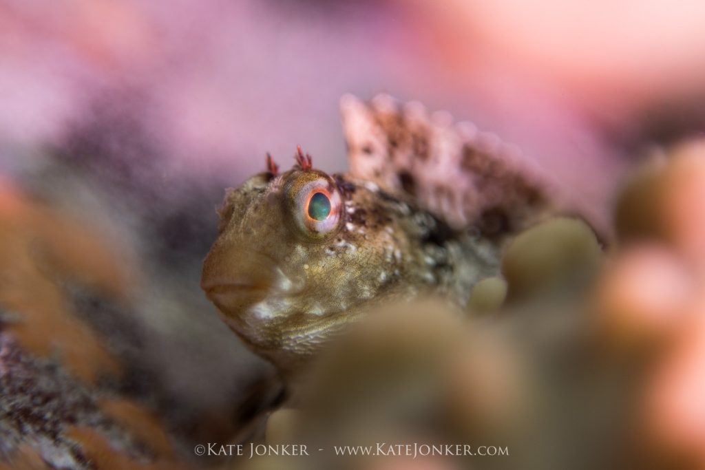 Diversifying Your Macro Underwater Photography: Beyond the Classic ...