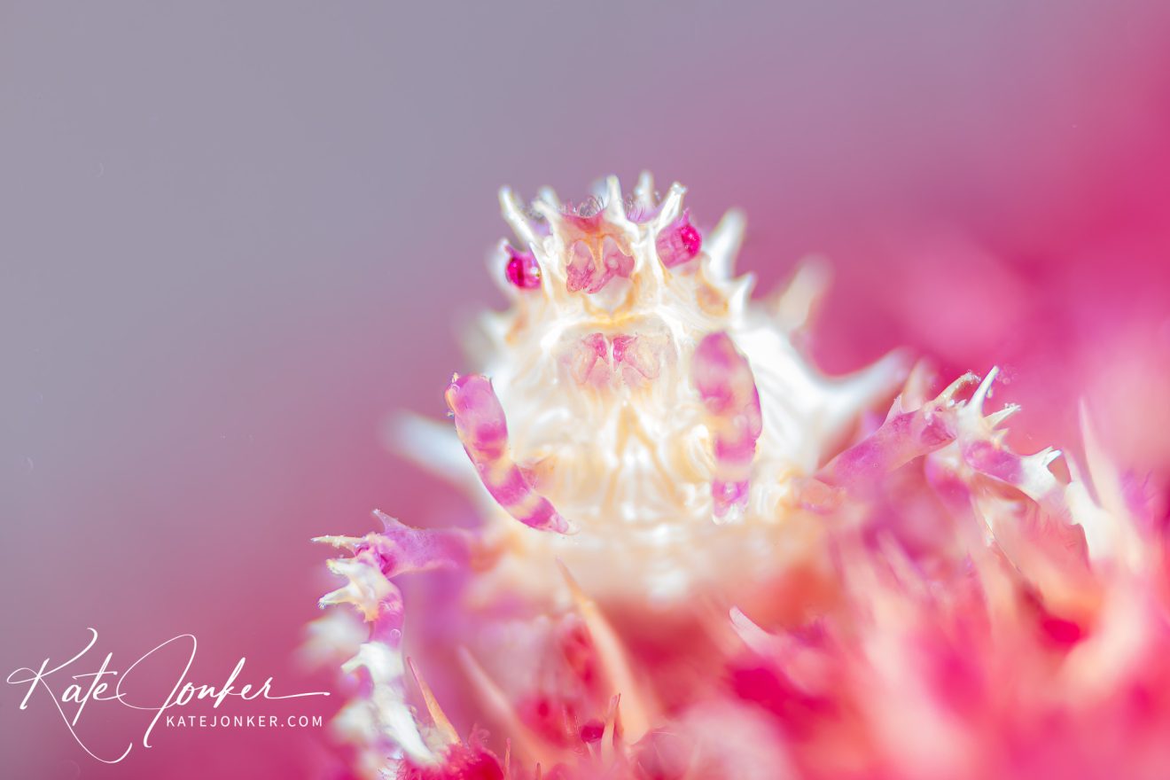 Everything you Need to know about Underwater Macro Photography – Kate ...
