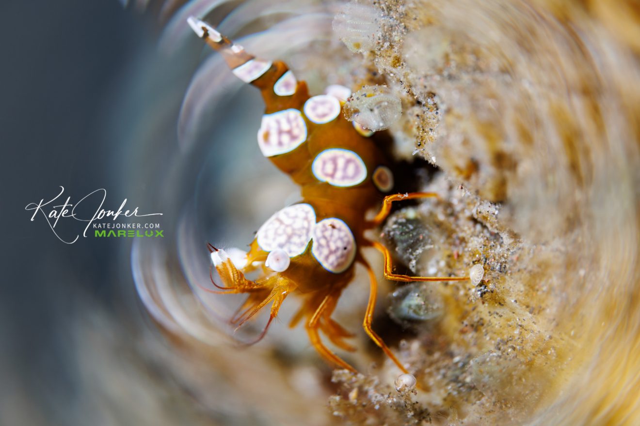 Everything you Need to know about Underwater Macro Photography – Kate ...